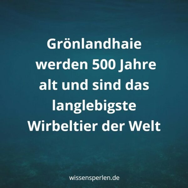 Grönlandhaie werden 500 Jahre alt und sind das langlebigste Wirbeltier ...