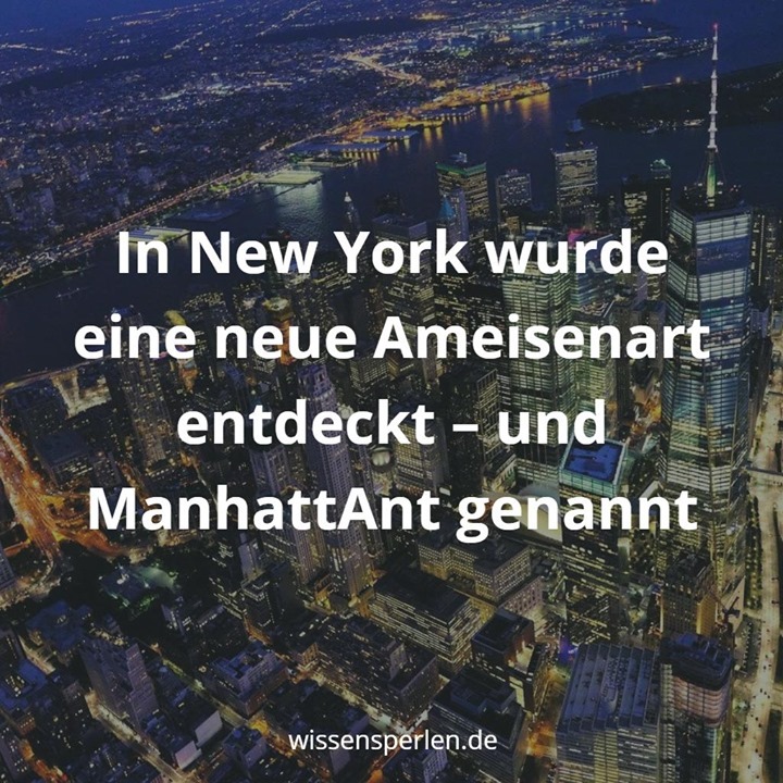 In New York wurde eine neue Ameisenart entdeckt – und ManhattAnt ...