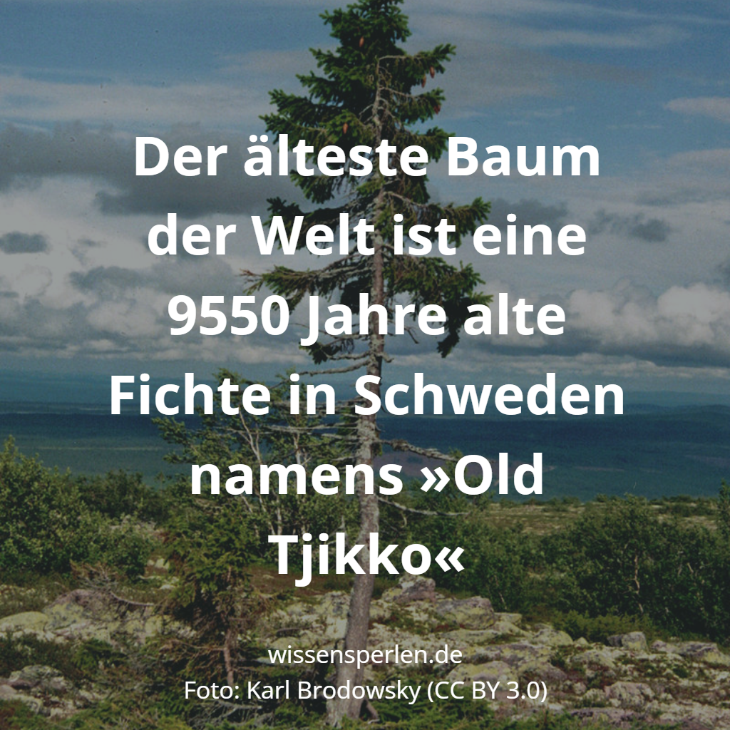 Der älteste Baum der Welt ist eine 9550 Jahre alte Fichte in Schweden ...